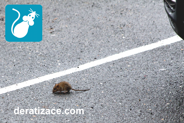 Jak vypadá POTKAN - Jak vyhubit potkany